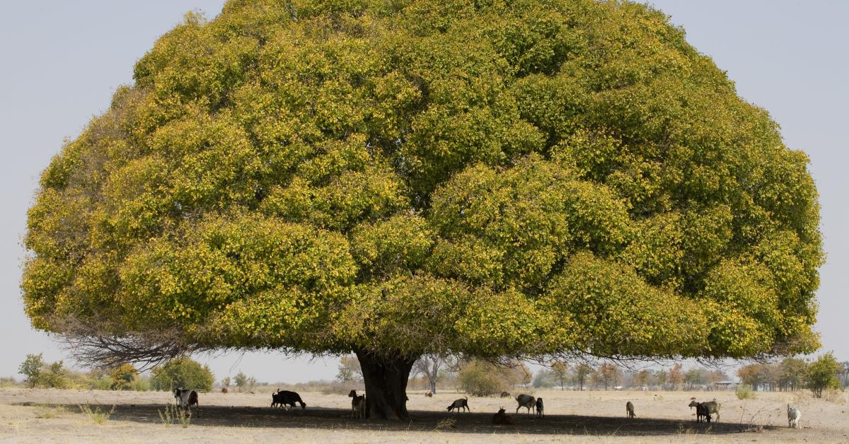 About ALIGN | Align Platform